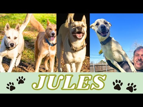 Dog for adoption - Jules Bordet English, a Shepherd & Labrador ...