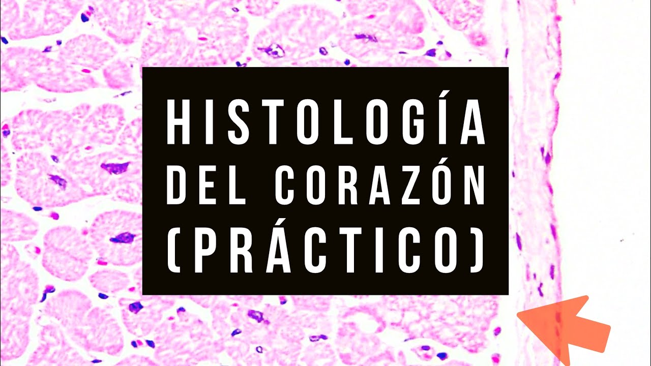 Histología del Corazón (práctico)