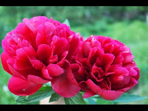 Piwonie Peonie cudowne kwiaty w moim ogrodzie. Paeonia officinalis