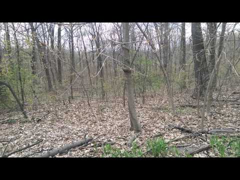 Temperate Forests