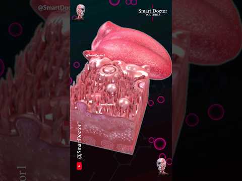The Human Tongue and its Papillae | Anatomyđź‘…