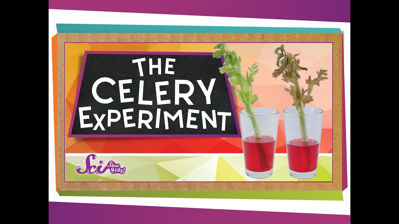 The Color-Changing Celery Experiment!