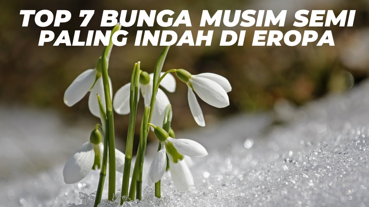 TOP 7 BUNGA MUSIM SEMI YANG PALING INDAH DI EROPA, YANG MANA KAMU PALING SUKA?