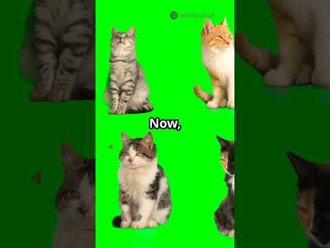 Why Cats Come in All Colors #cats #cute