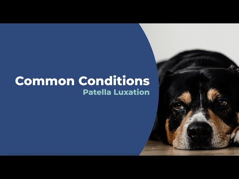 What Is Patella Luxation? | Common Conditions | Capital Animal Hospital