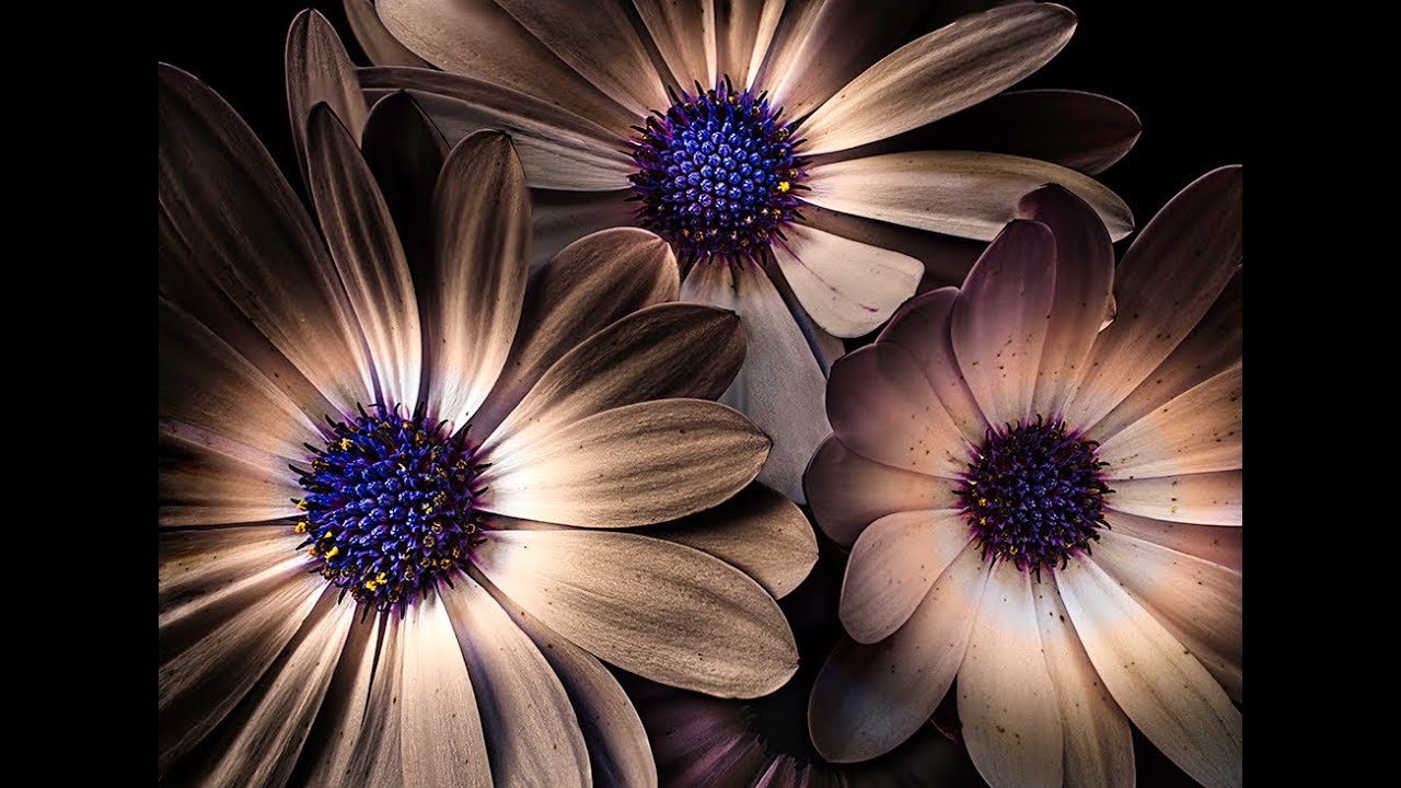 FOTOGRAFÍA CREATIVA DE FLORES - Flores que emergen de la oscuridad