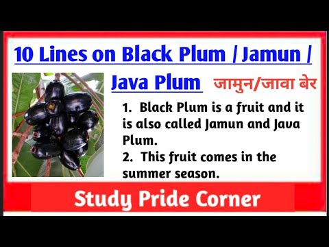 10 Lines on Jamun in English | 10 Lines on Black Plum | 10 Lines on Java Plum