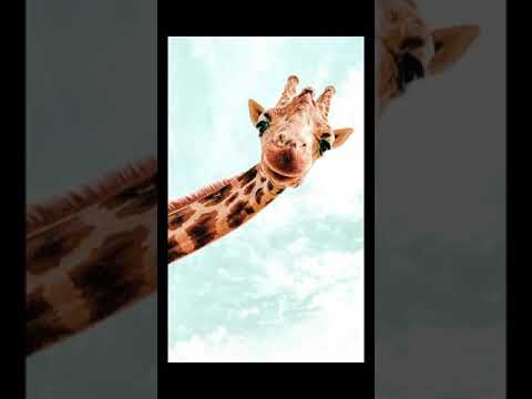 🌸cute animal wallpapers🌸