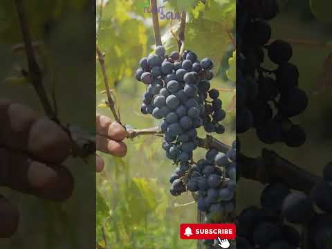 What fruit do raisins come from, any idea ? Watch this video #fooddiscovery #grape #raisins #fruit