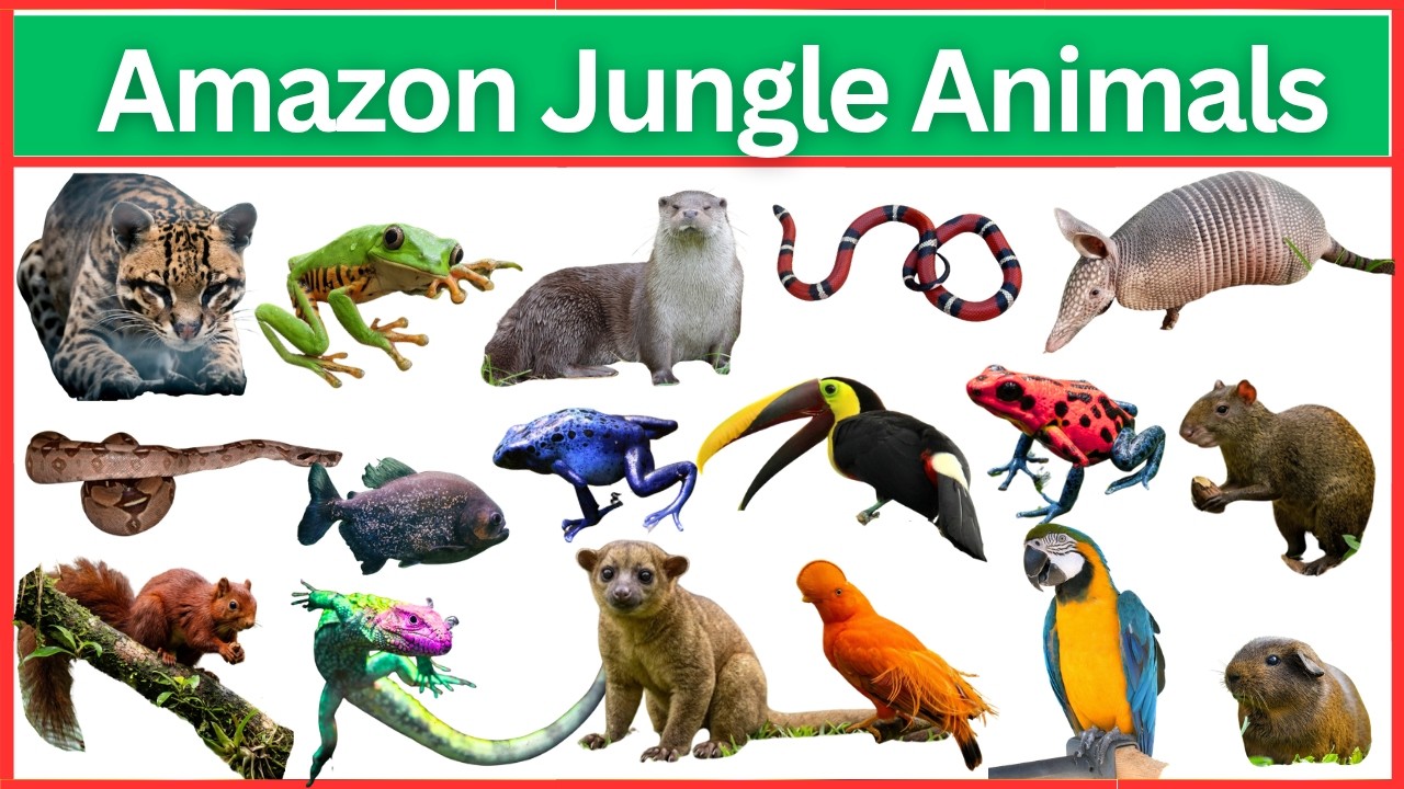 Amazing Amazon Jungle Animals | Incredible Rainforest Wildlife