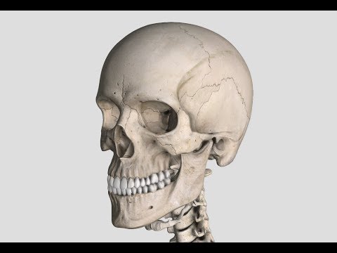 Axial Skeleton: Main bones, sutures, and processes
