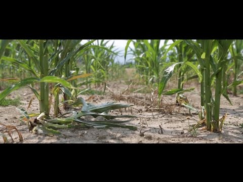 Integrated Drought Management Programme in Central and Eastern Europe