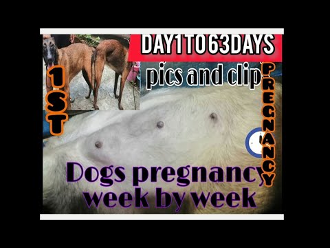 Dog pregnancy week by week - day1to63