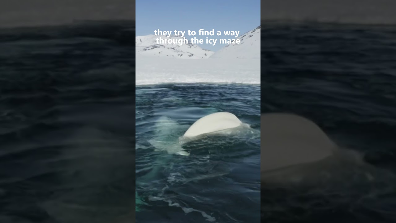 Beluga and Their Search for Open Water  #amazingnature