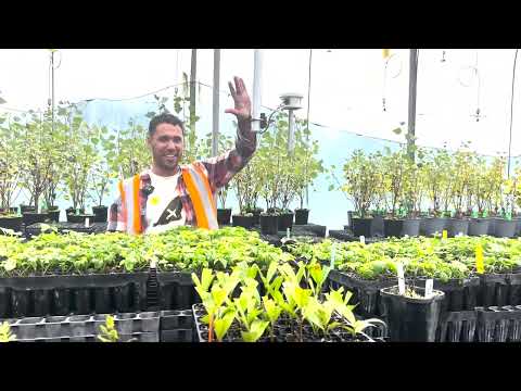 Meet David Siqueira - Scion Propagation Scientist