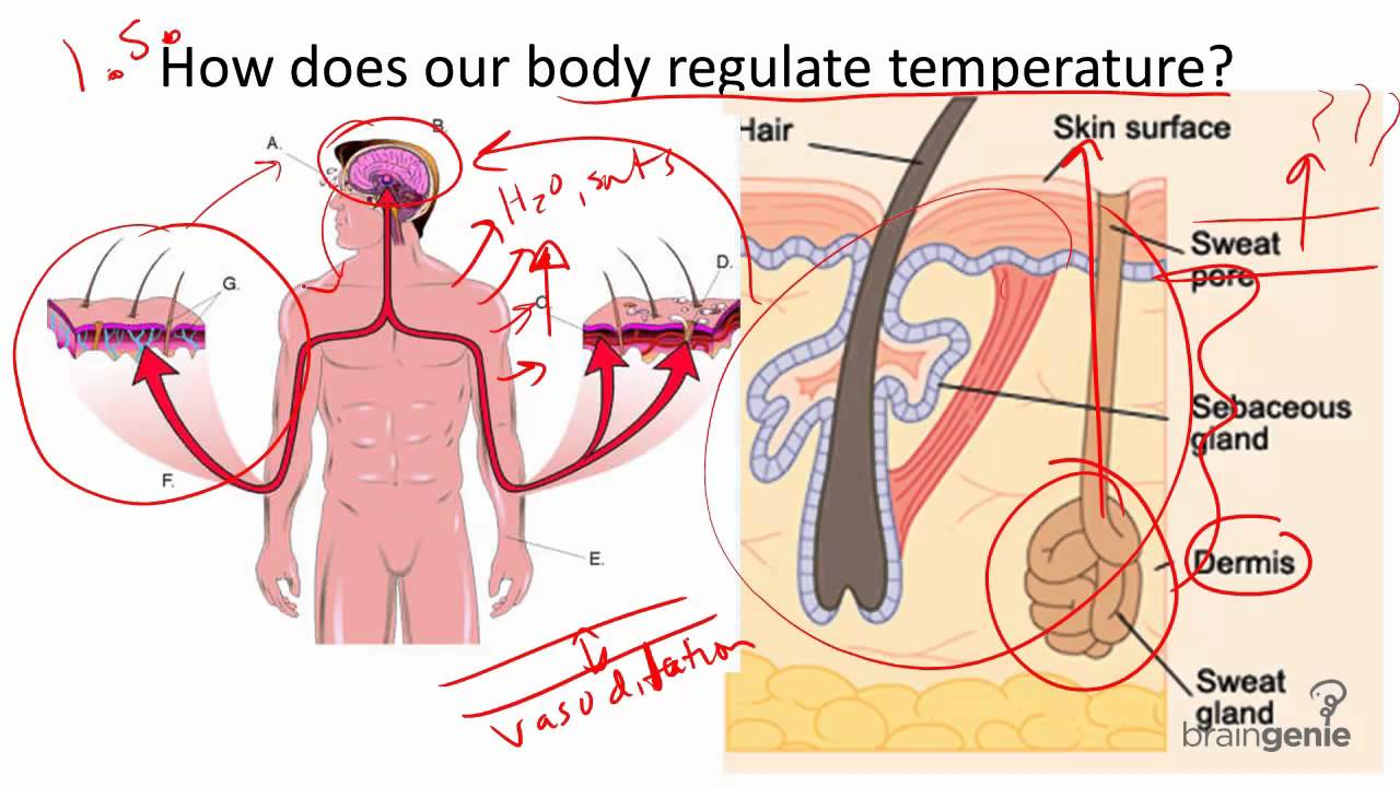 8 9 2 Body Temperature Regulation