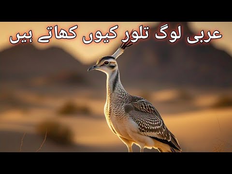 Houbara bustard/ تلور