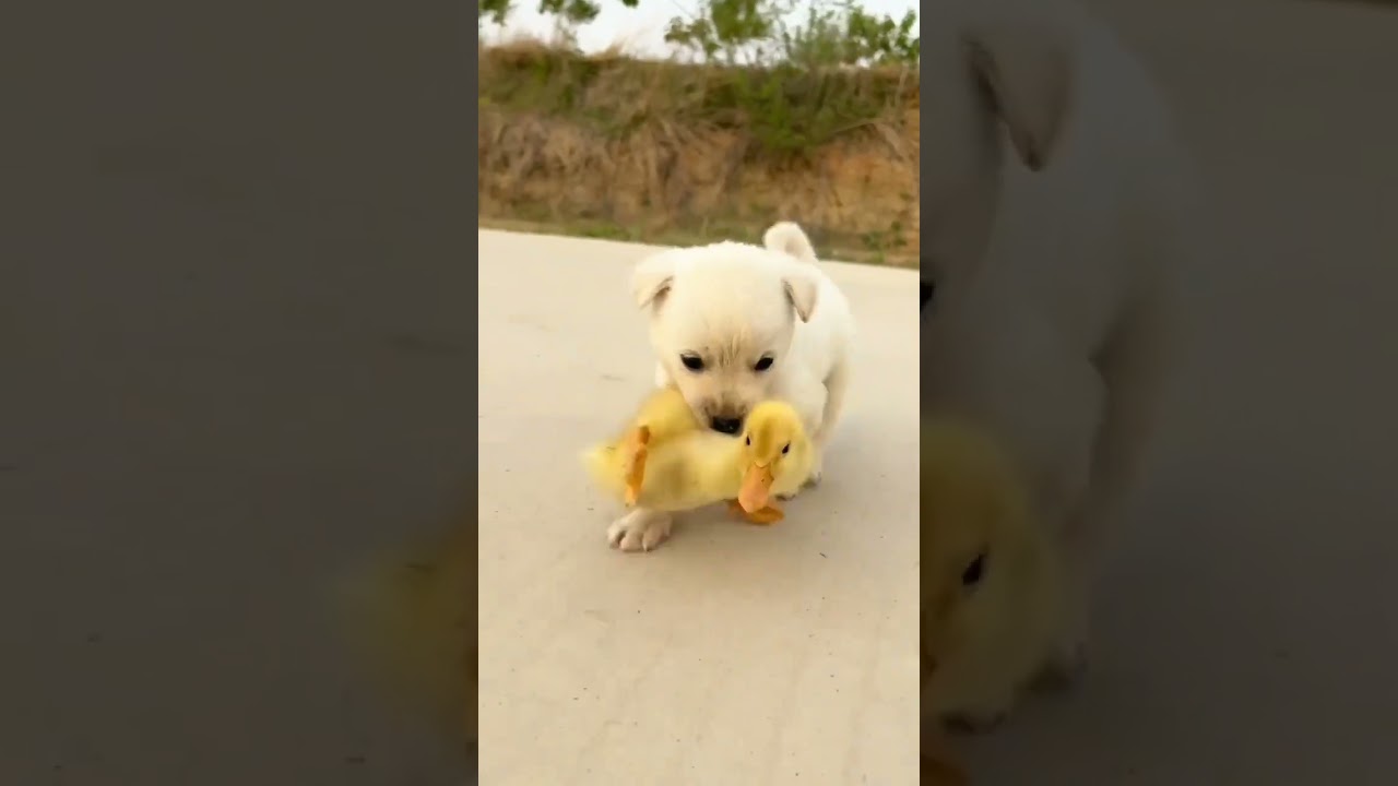 patitos y perro amigos TIERNOS