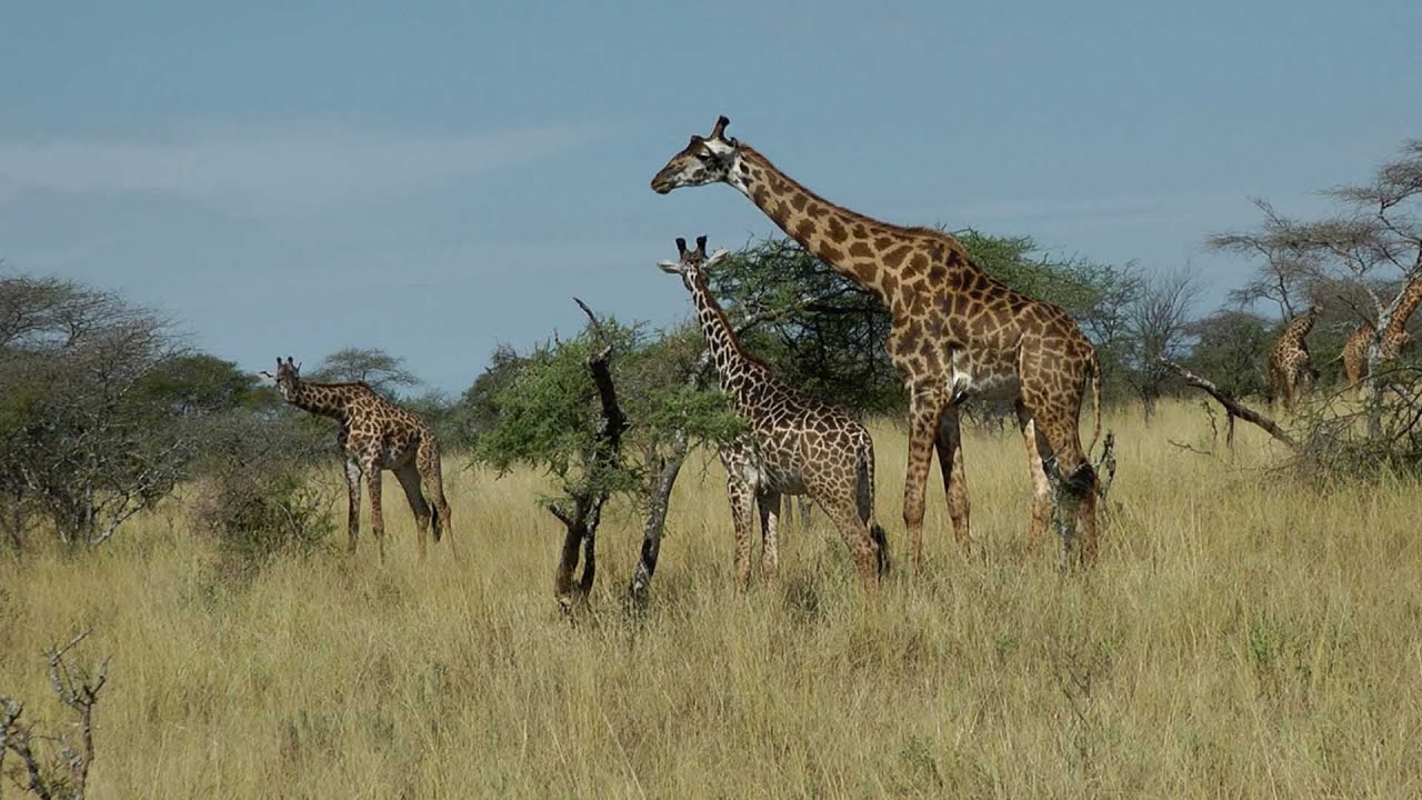 TERRA 914: The Maasai Giraffe