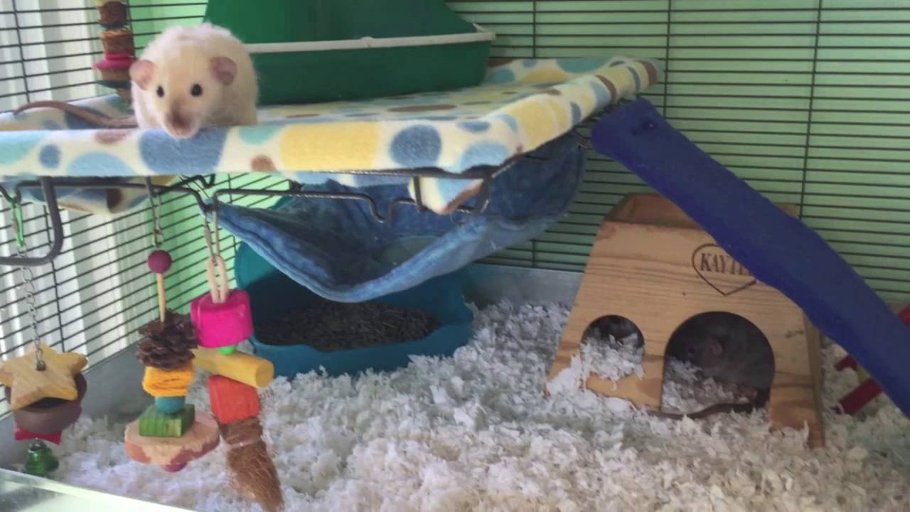 Caring for Elderly Rats