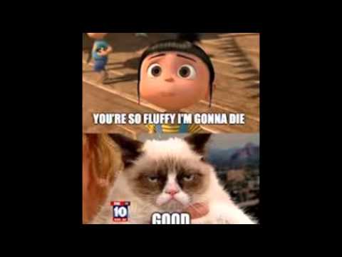 Top 5 Funniest Grumpy Cat Memes
