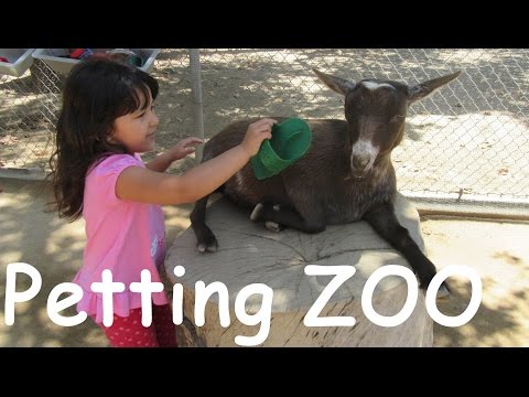 Petting ZOO Children's ZOO Feeding Goats Learn Animals Names for Kids