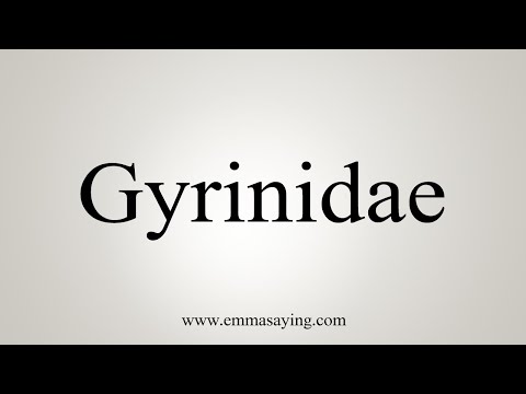 How To Say Gyrinidae