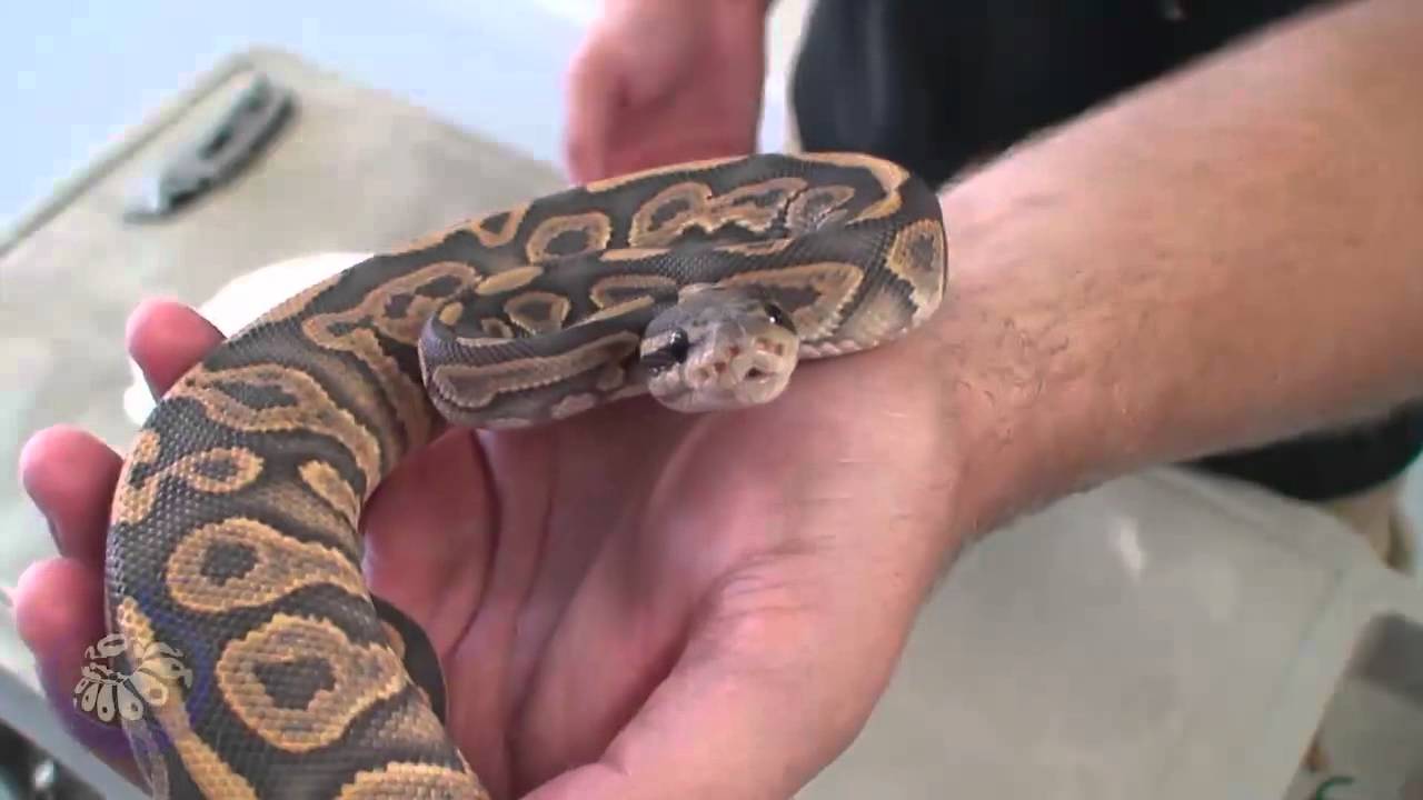 Ball Python Unboxing #5