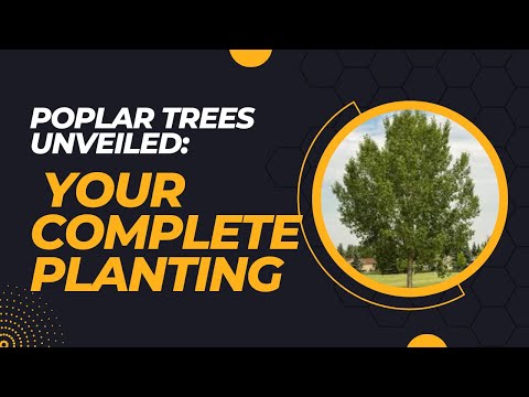 Poplar Trees Unveiled Your Complete Planting Guide