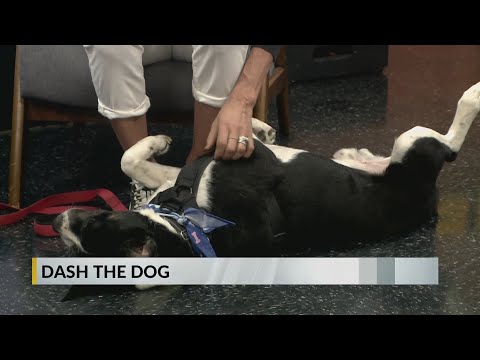 FURRY FRIDAY: Meet Dash the dog