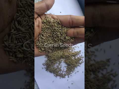 White Cumin Seeds at Best Price in India
