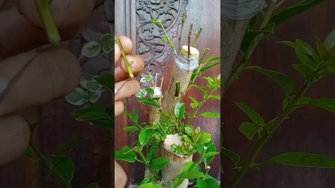 easy way to graft bougainvillea flower cuttings