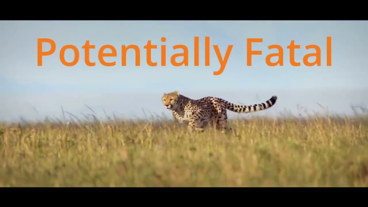 CHEETAH Trailer