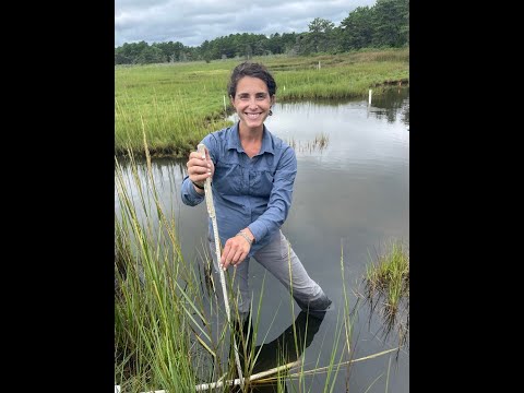 What is a Runnel and Can it Help Restore our Salt Marshes?