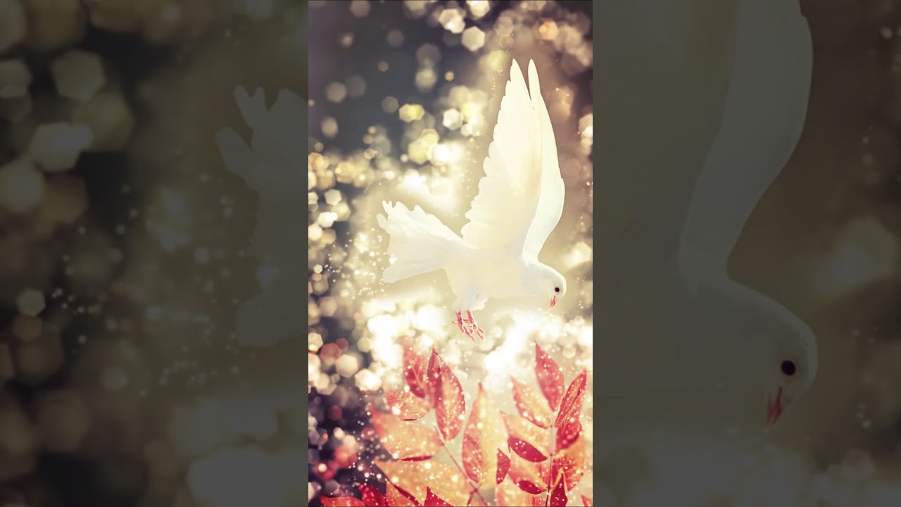 White dove live wallpaper