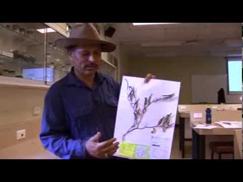 Herbarium Techniques Part 2 (herbarium sample)