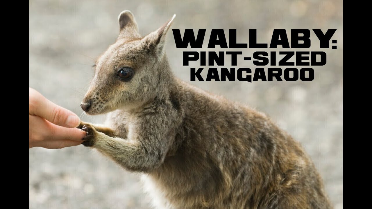 Wallaby Facts - The Kinda Kangaroo Colonizer - Animal a Day W Week