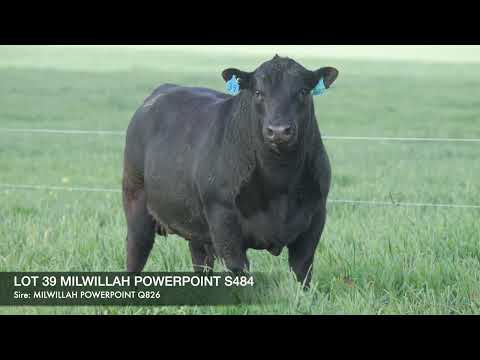 LOT 39 MILWILLAH POWERPOINT S484