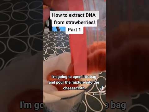 Part 1 | How to extract DNA from a strawberry. Look out for Part 2 #science #DNA #biology #shorts