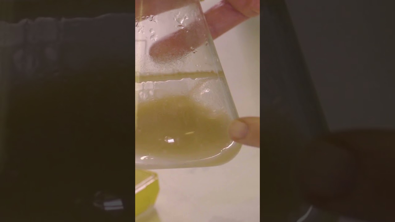 Fungal Biopesticide Lab