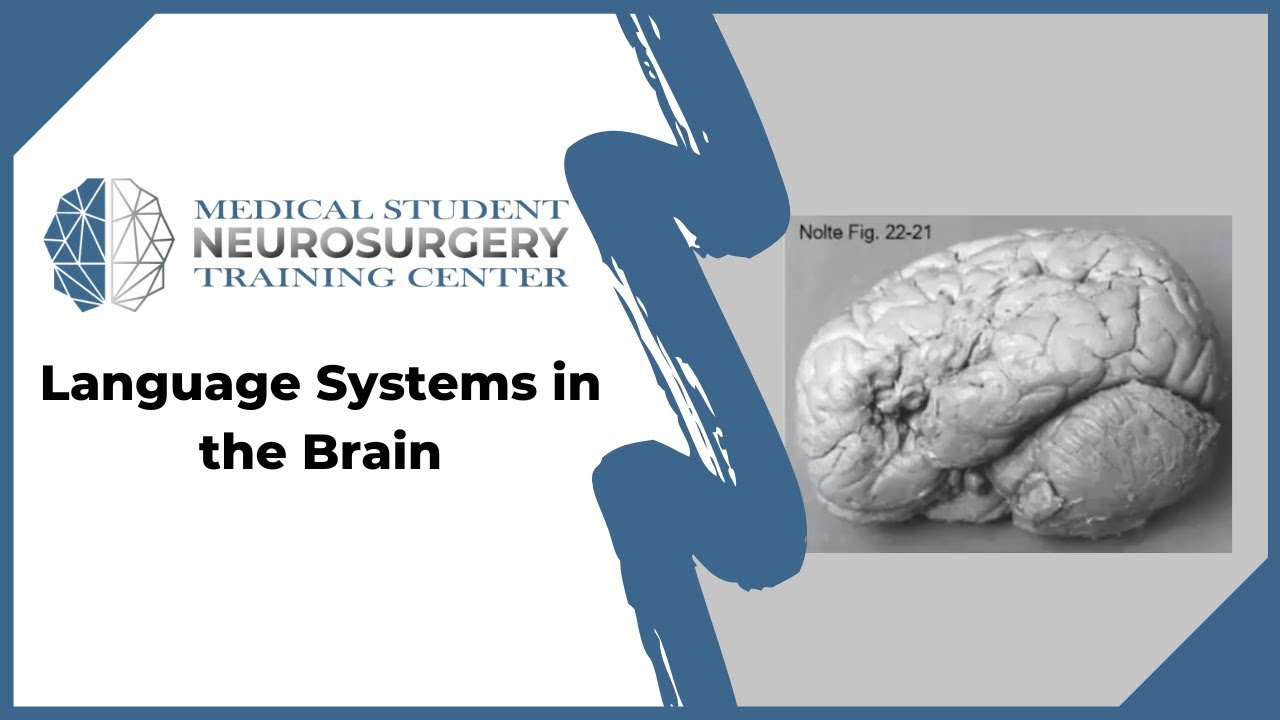 Language Systems in the Brain