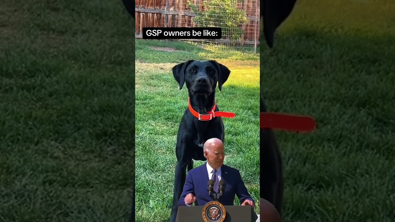 Gsp/lab mix: the sweetest psycho #memecut #gsp #lab #germanshorthairedpointer