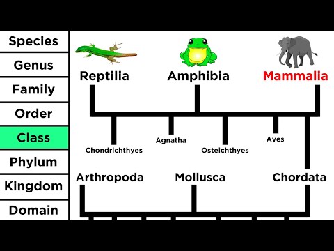 Phylogeny and the Tree of Life