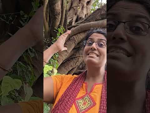 Why is the Peepal so sacred? Ep 11 #shorts