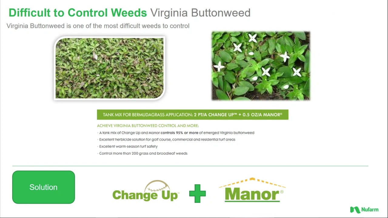 Summer Weed Control: Buttonweed