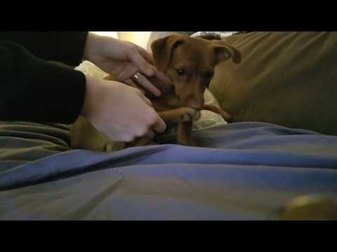 Luxating Patella - How we get our dog's knee back in place (miniature pinscher mix puppy)