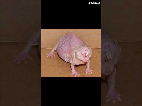#funny mole rat girl π