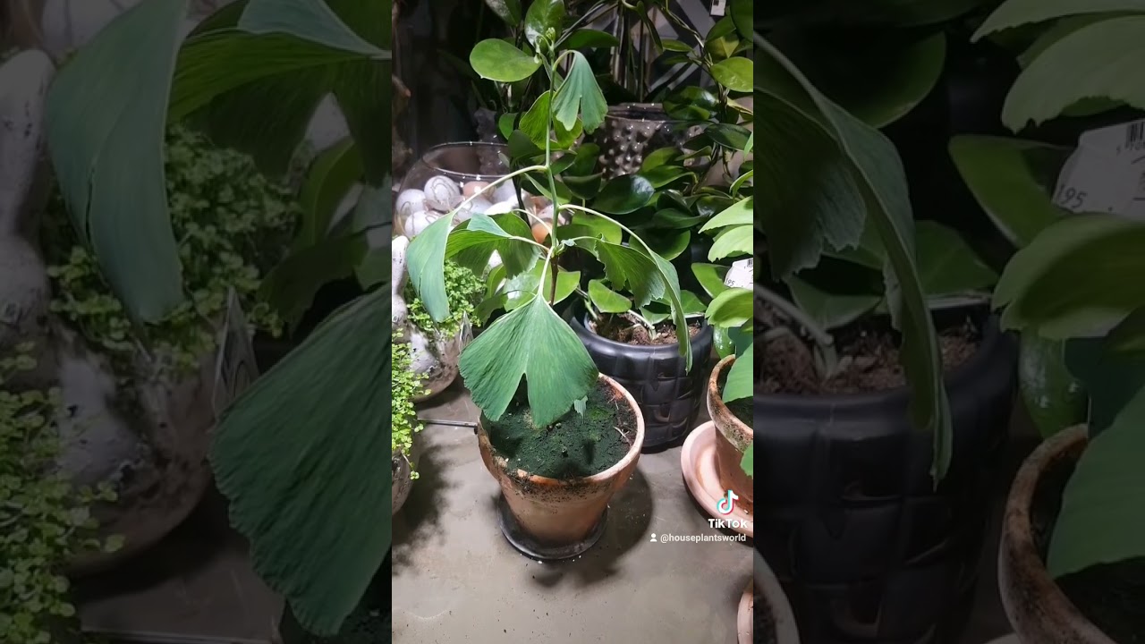 Ginkgo biloba # Shorts