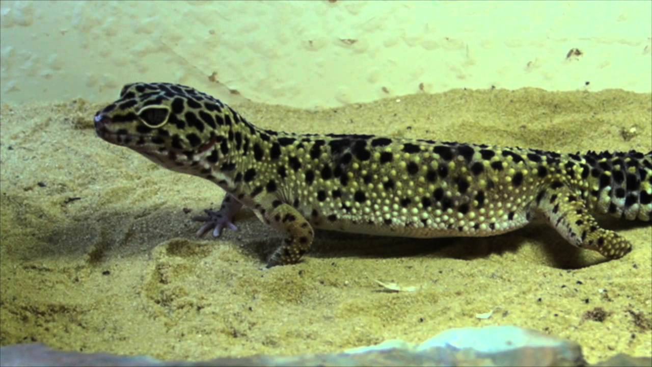 Lizards: Introduction to Lizards