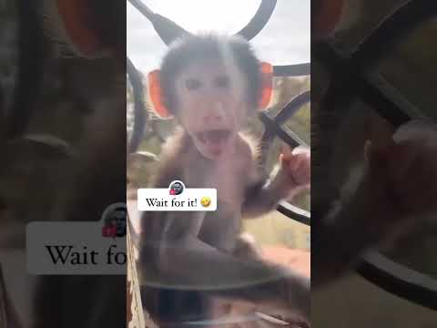 his soul came out for sec ðŸ˜#animals #monkey #scared #baby #babymonkey #waitforit #laugh